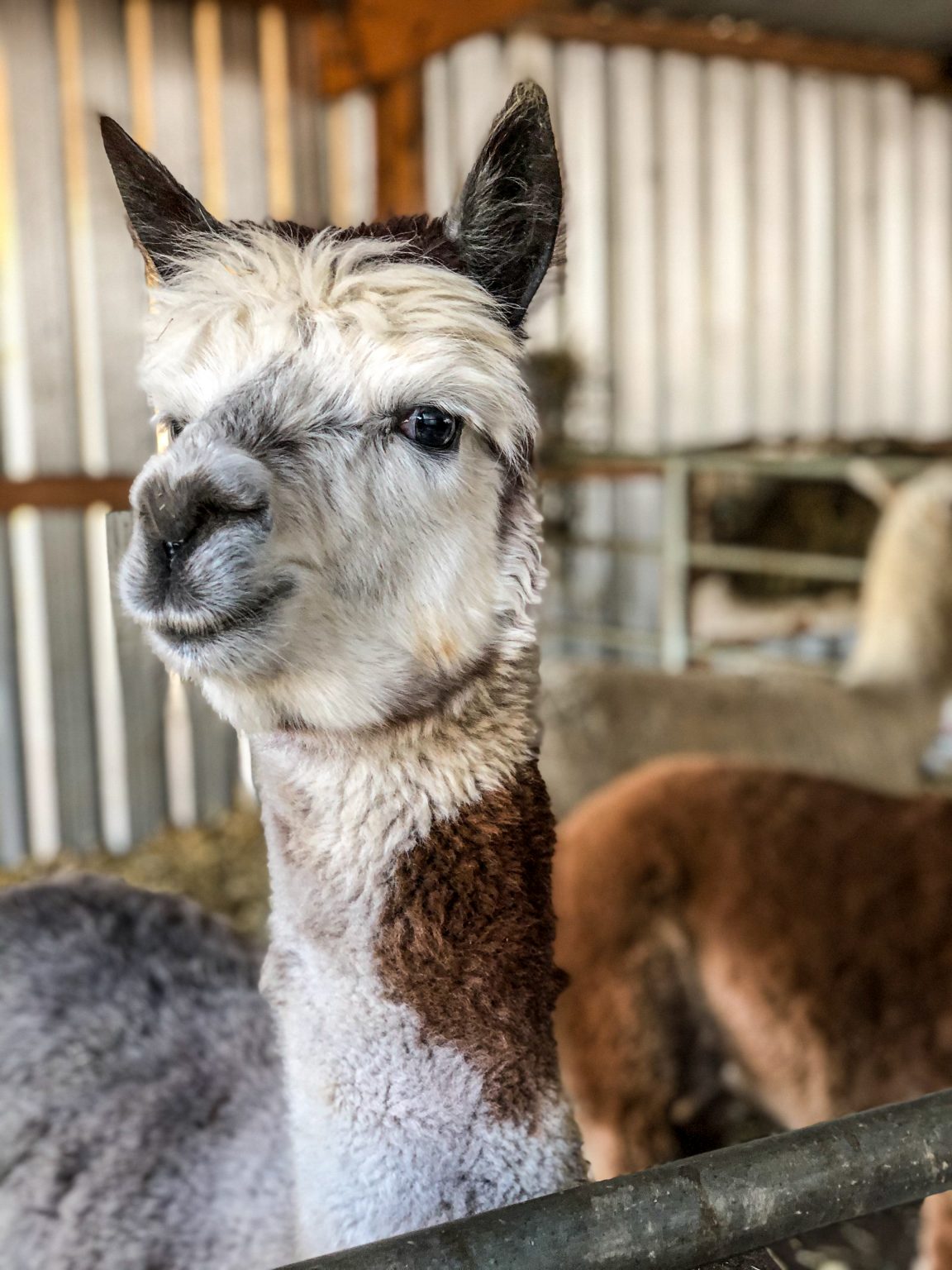 Boston Park Farm – A Fun Day Out For All The Family!